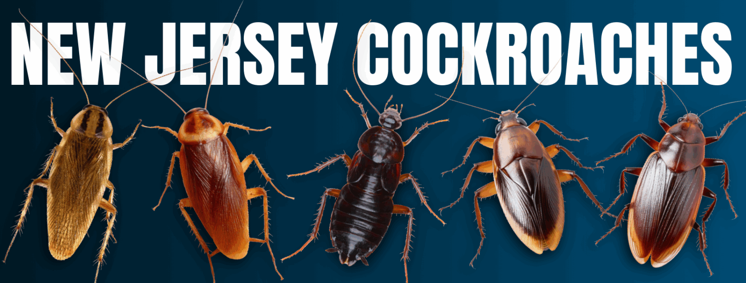 Types of Cockroaches Found in New Jersey | Prevention & Treatment Tips